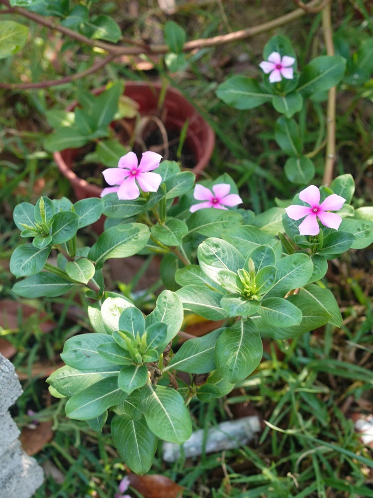 13+ Ide Bunga Vinca, Gambar Bunga