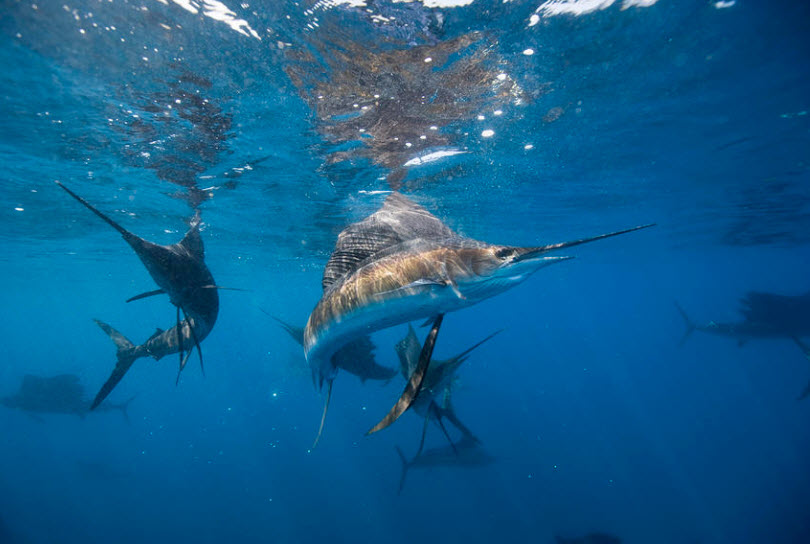 Sailfish | The Life of Animals