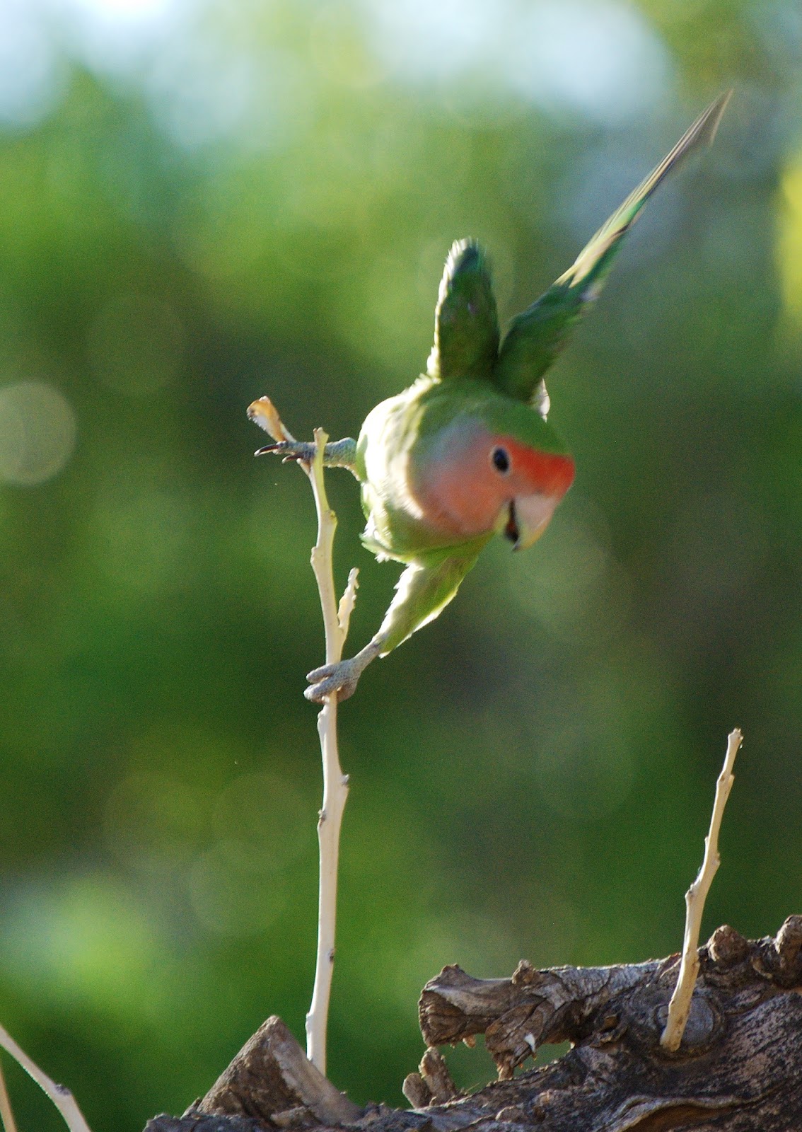 Captured Moments by LissC: Lovebirds in flight