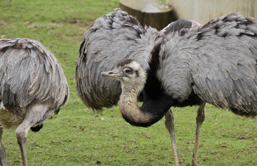 Greater Rhea | The Biggest Animals Kingdom