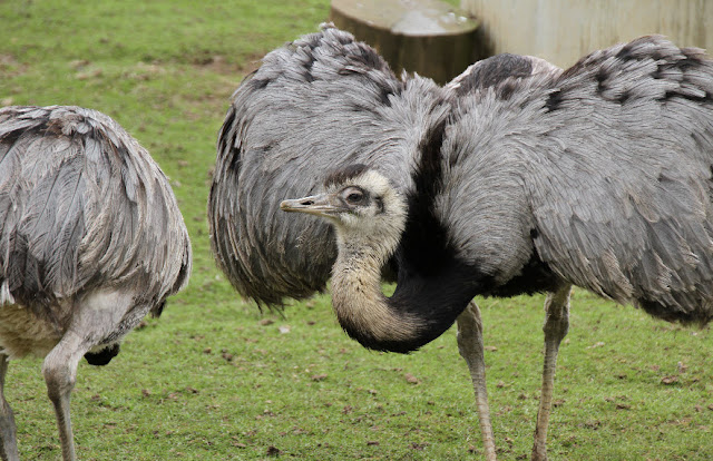 Greater Rhea | The Biggest Animals Kingdom