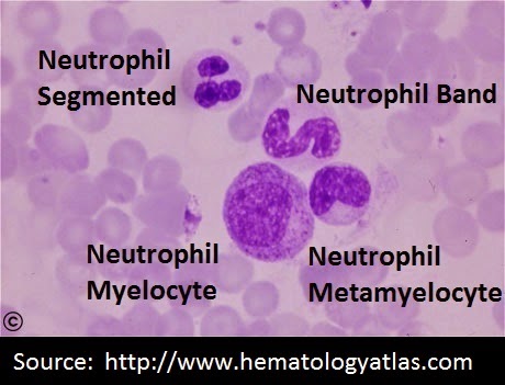 Lab Atlas: Neutrophil Segmented