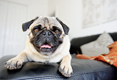 The Daily Puglet: GUMMY!