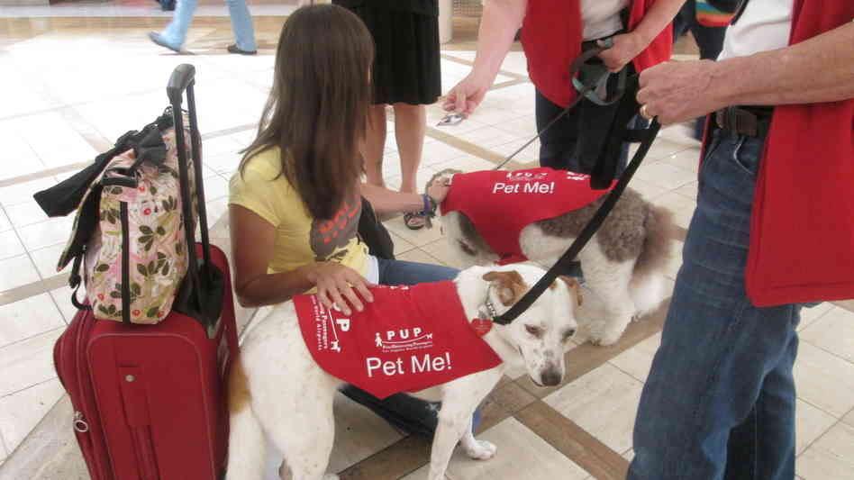 Matt Of All Trades: Airport Therapy Dogs Are Biggest Necessity For Air ...