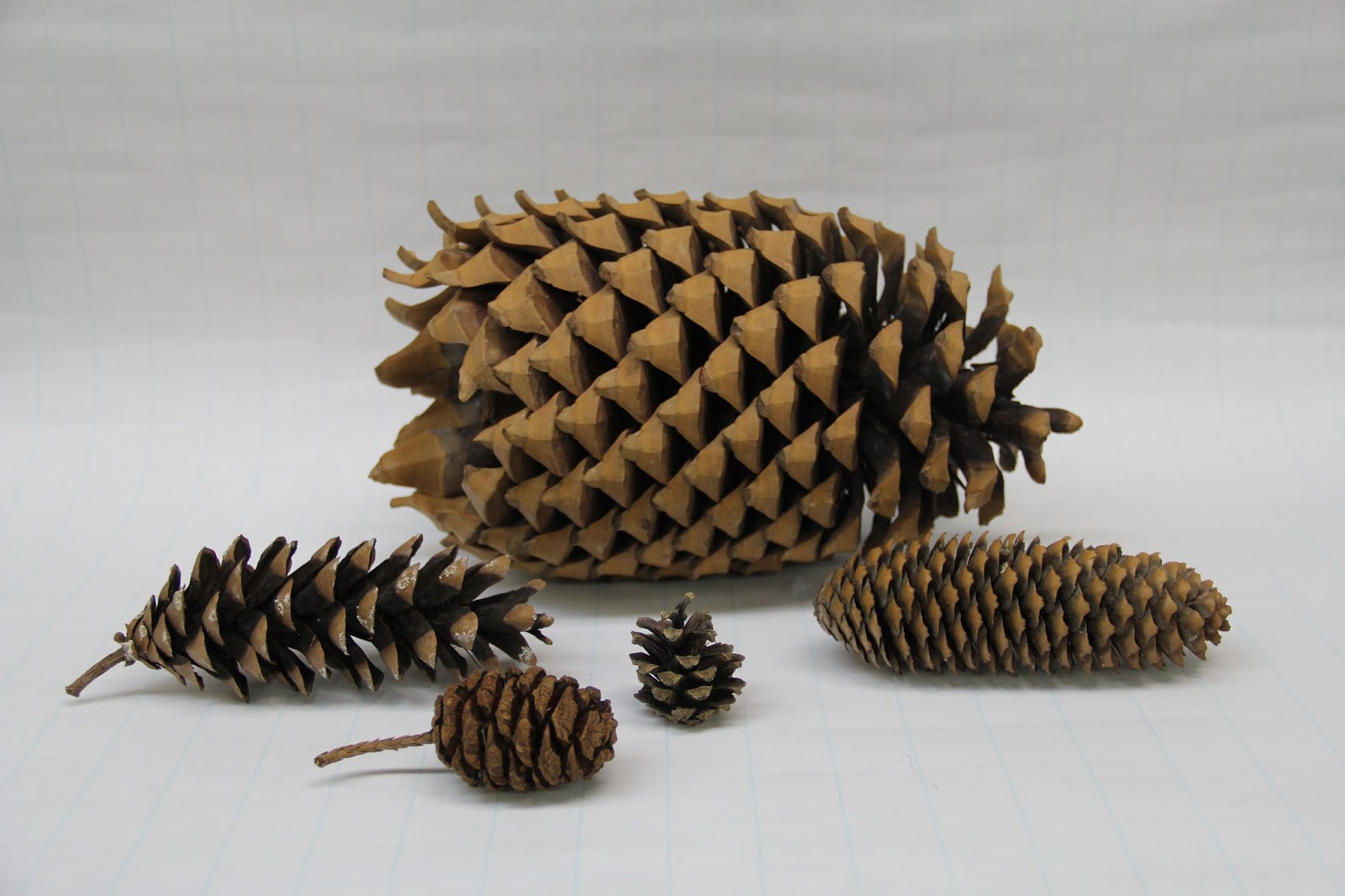 Isabella Conservation District Environmental Education Program: A quick ...