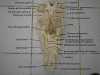 SOS Medicina Veterinária: Anatomia II - Cranio - Ruminante, suino ...