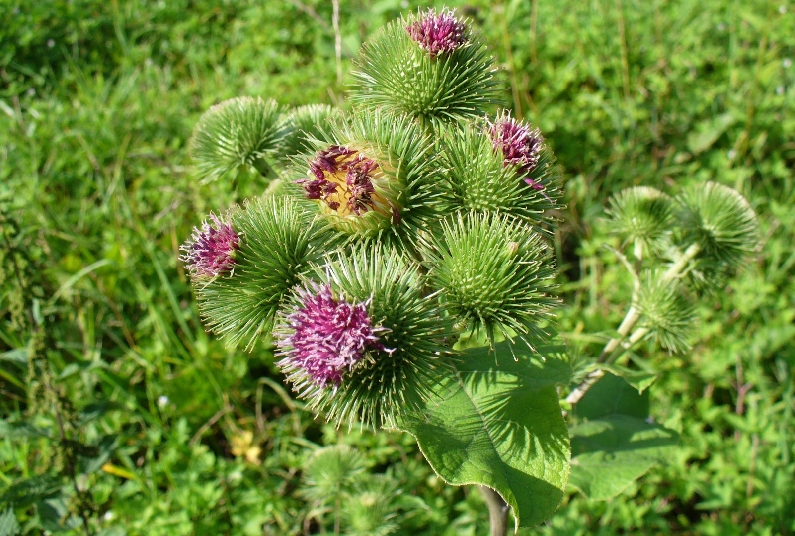 ΒΟΤΑΝΑ ΚΑΙ ΥΓΕΙΑ: Arcium lappa, ας τη γνωρίσουμε και μέσα από τις φωτογραφίες της