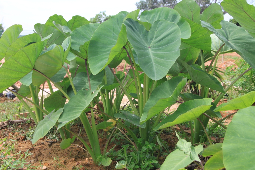 Keladi - JungleKey.in Image