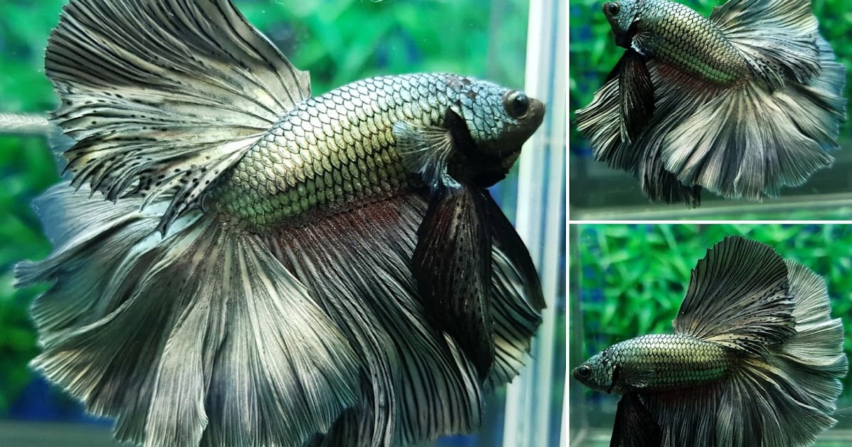 Reasons Why Betta Fish Die? ~ Betta Aquarium King