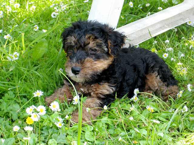 Puppy Dog Breeds Photos