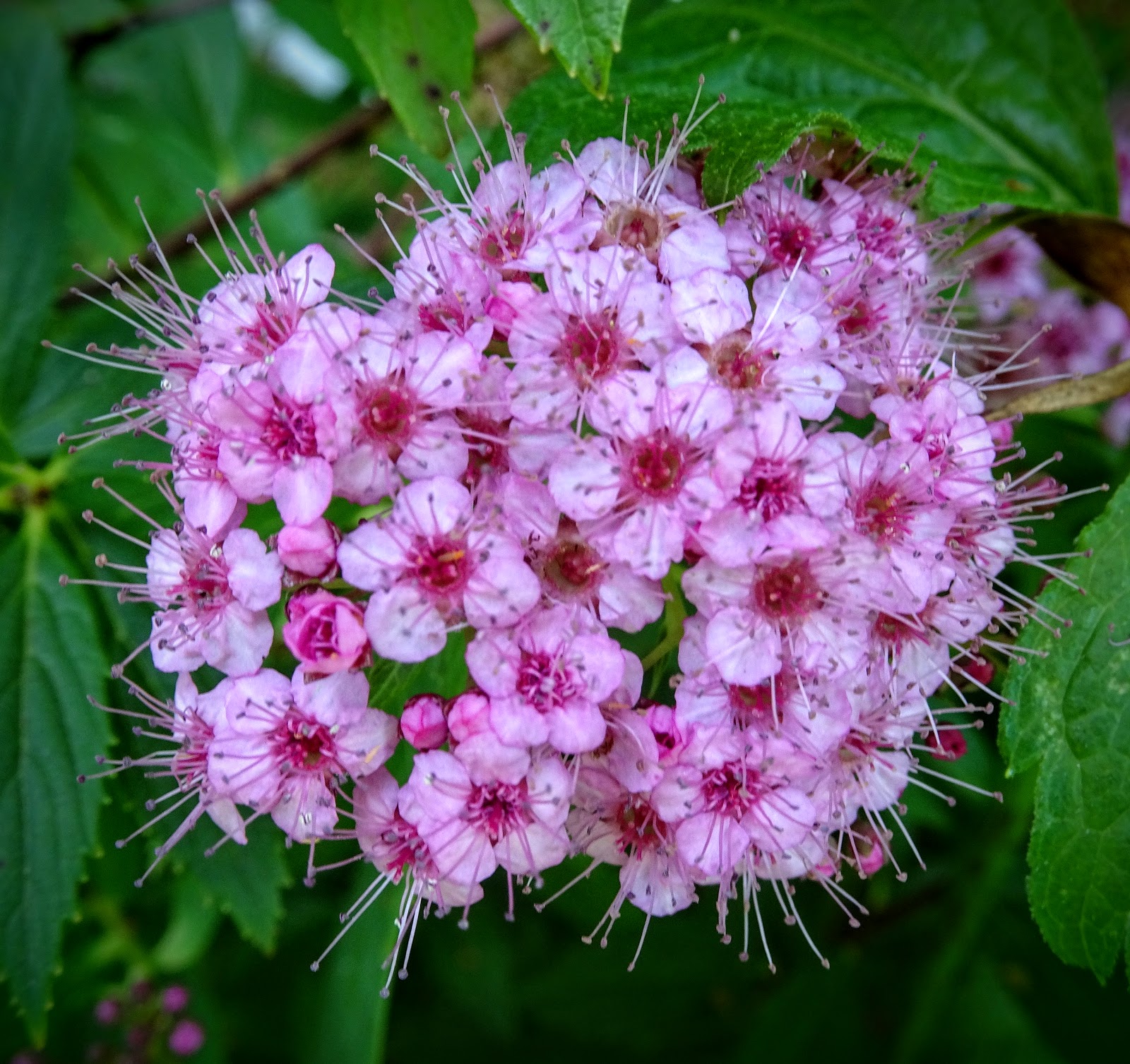 Love, Joy and Peas: Lavender, Spirea, Double Day Lily, Mexican Blanket ...