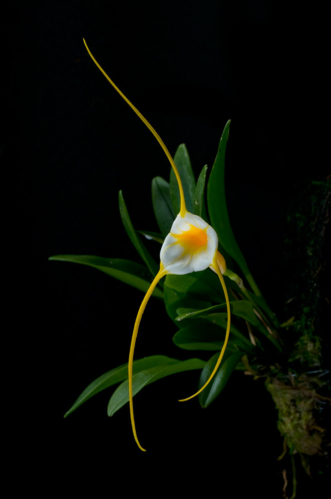 Masdevallia constricta care and culture | Travaldo's blog