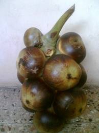 buah siwalan - khasiat buah siwalan