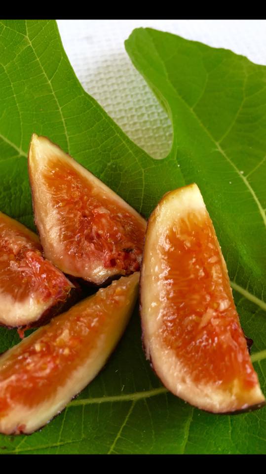 Figs Photo Collection Around the World: Brazilian XP Figs
