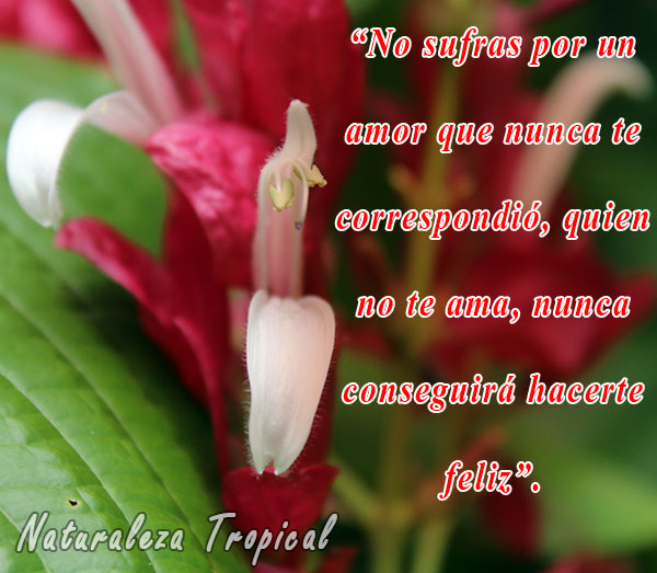 Frases Para Seguir Adelante Despues De Una Ruptura Amorosa - smarevmanual