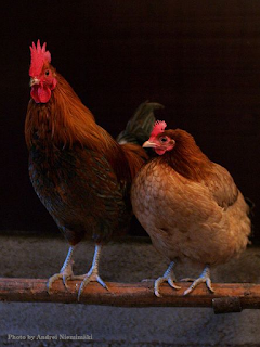 How To Increase Your Chickens Egg Production With Cool Water