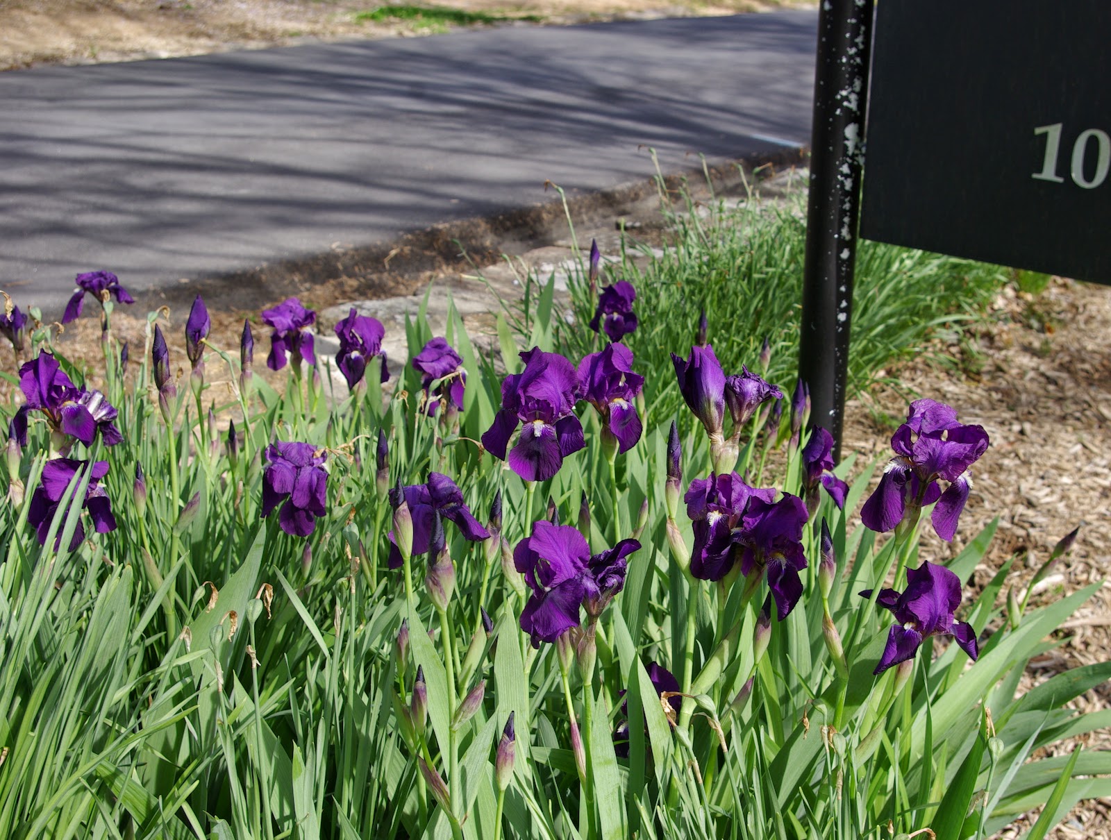 sweetbay: Coker Arboretum and Sisters' Garden, on a sunny day