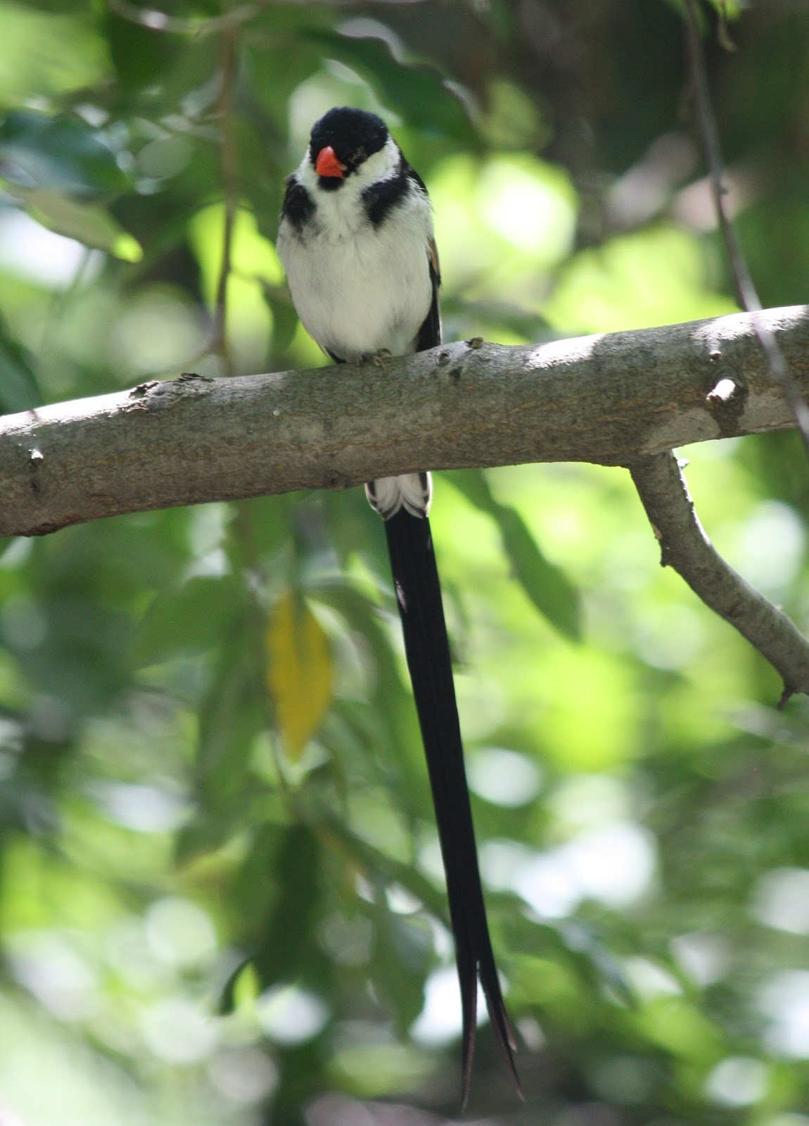 OC Birder Girl: The Pin-tailed Wydah--Vidua macroura