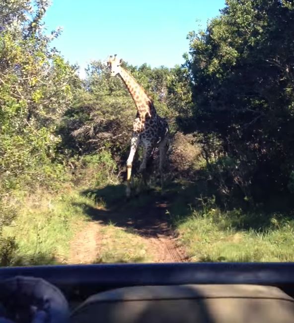 Just A Car Guy: Yikes... similar to the T Rex chasing the Jeep in the ...