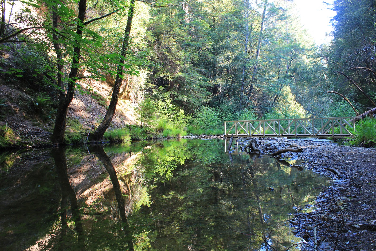Eye On The View: Portola Redwoods State Park - Sequioia Trail