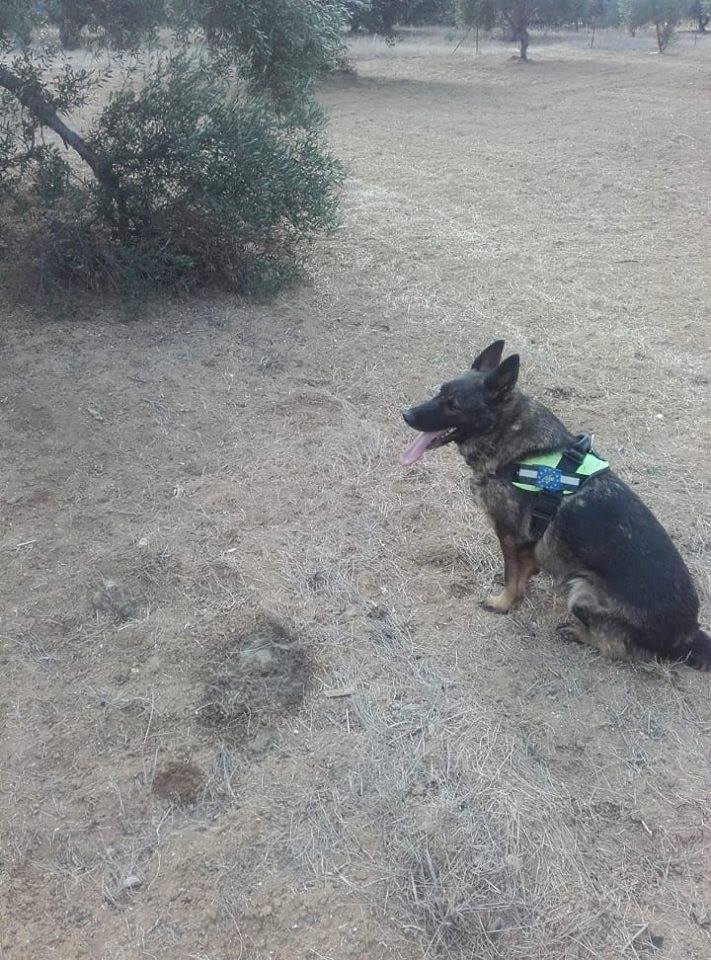 ΦΟΛΕΣ ΚΑΙ ΝΕΚΡΑ ΖΩΑ ΒΡΗΚΑΝ ΣΤΗΝ ΕΛΙΑ ΧΕΡΣΟΝΗΣΟΥ ΚΑΙ ΣΤΟΥΣ ΑΡΜΕΝΟΥΣ ...