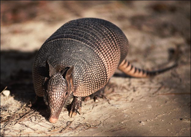 Hairy Armadilo | The Life of Animals