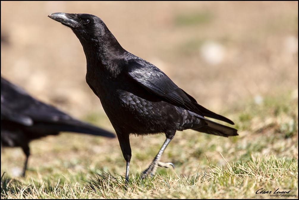Fotografía y Conservación: Corneja Común (Corvus corone)