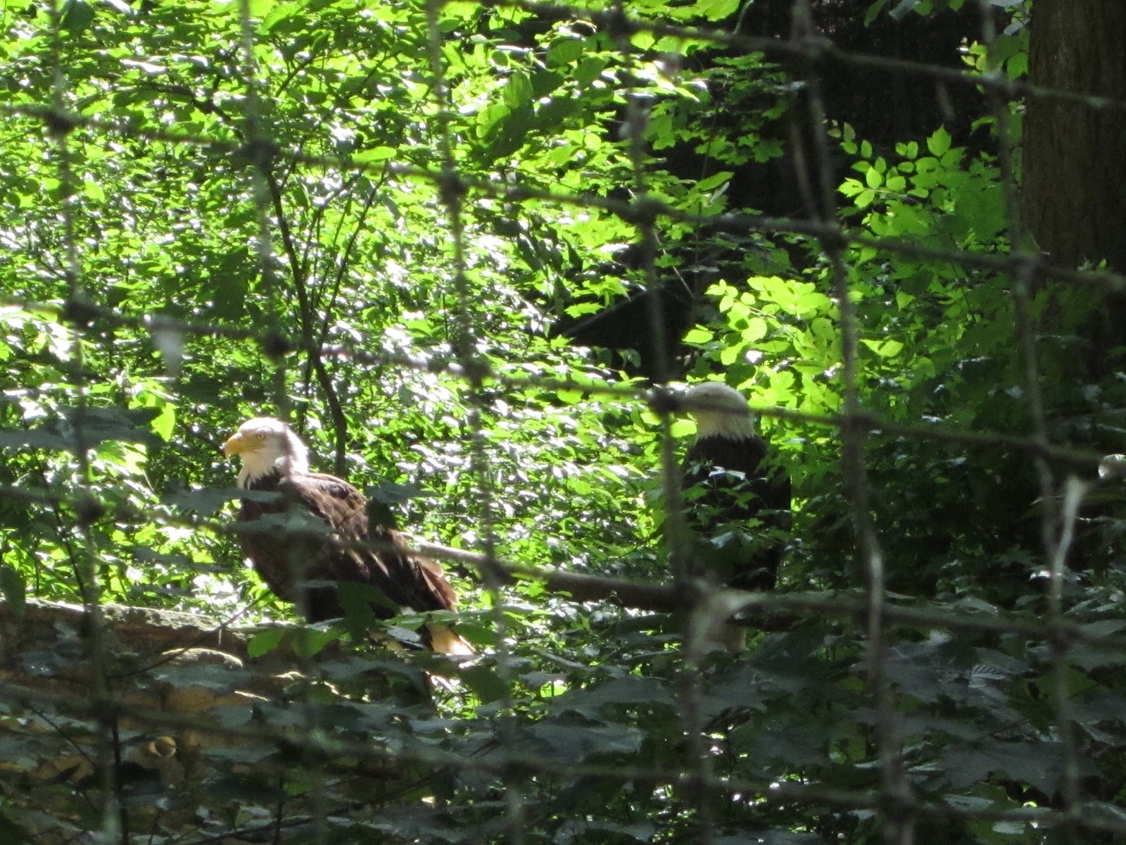 Vacation Rental Guide of the Smokies: Take Flight On Dollywood's Wild Eagle