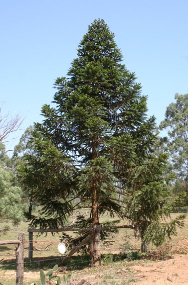 Toowoomba Plants: No-fuss Bunya Nut Cookery