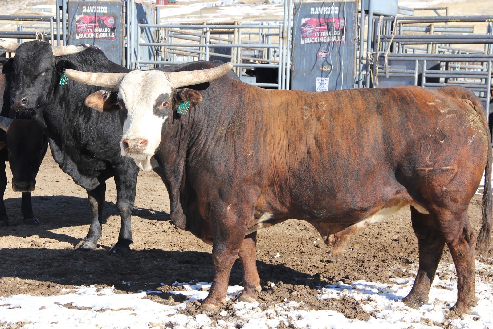 Restless native: Top bucking bulls baddest in the business; carrying on ...