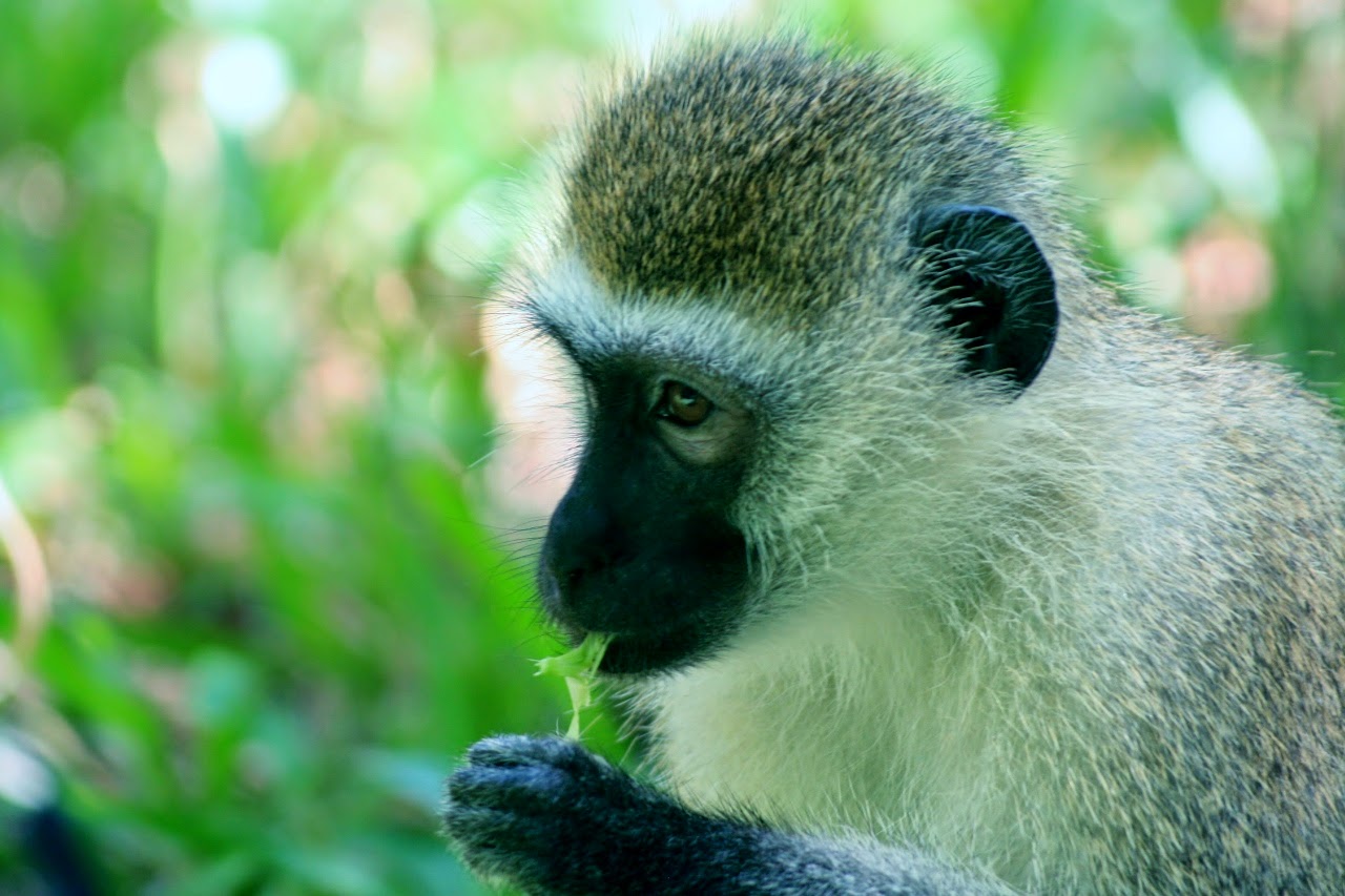 Diary of a Primatologist: Have you heard about the green monkey living ...