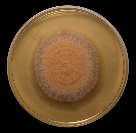 Fun With Microbiology (What's Buggin' You?): Trichothecium roseum