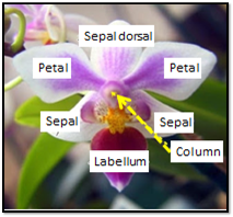 IMAS AISYAH VEDCA CIANJUR BLOGSPOT: 2019