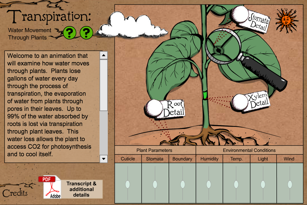Senior Biology: Transport in plants