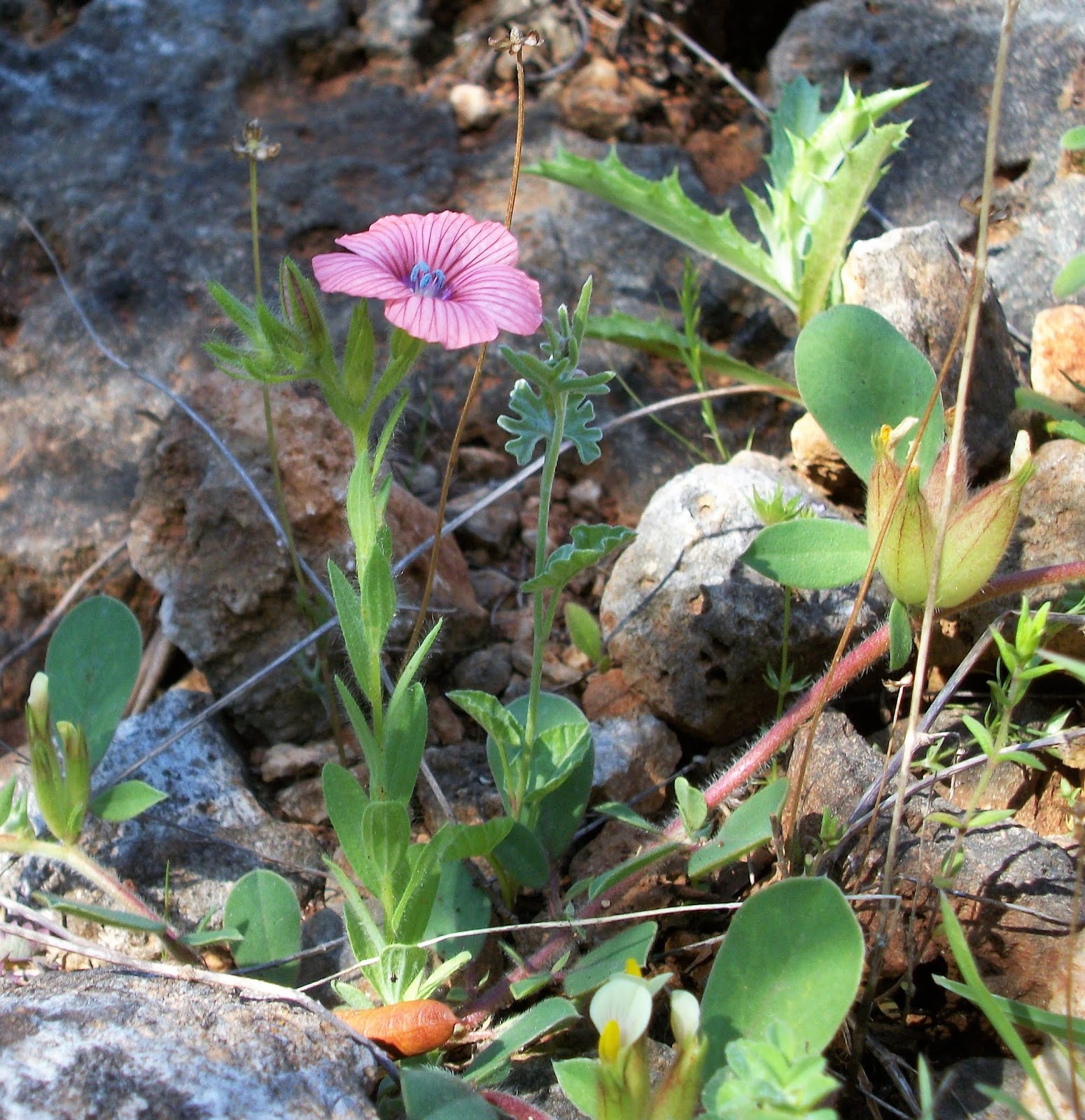 Διαδρομές: Λίνον το χνοώδες, Linum pubescens subsp. sibthorpii