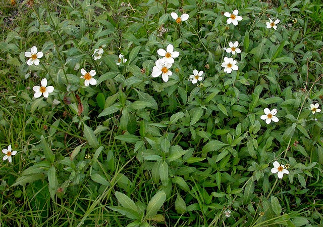 Peces y plantas ornamentales: Bidens Aurea - Aceitilla
