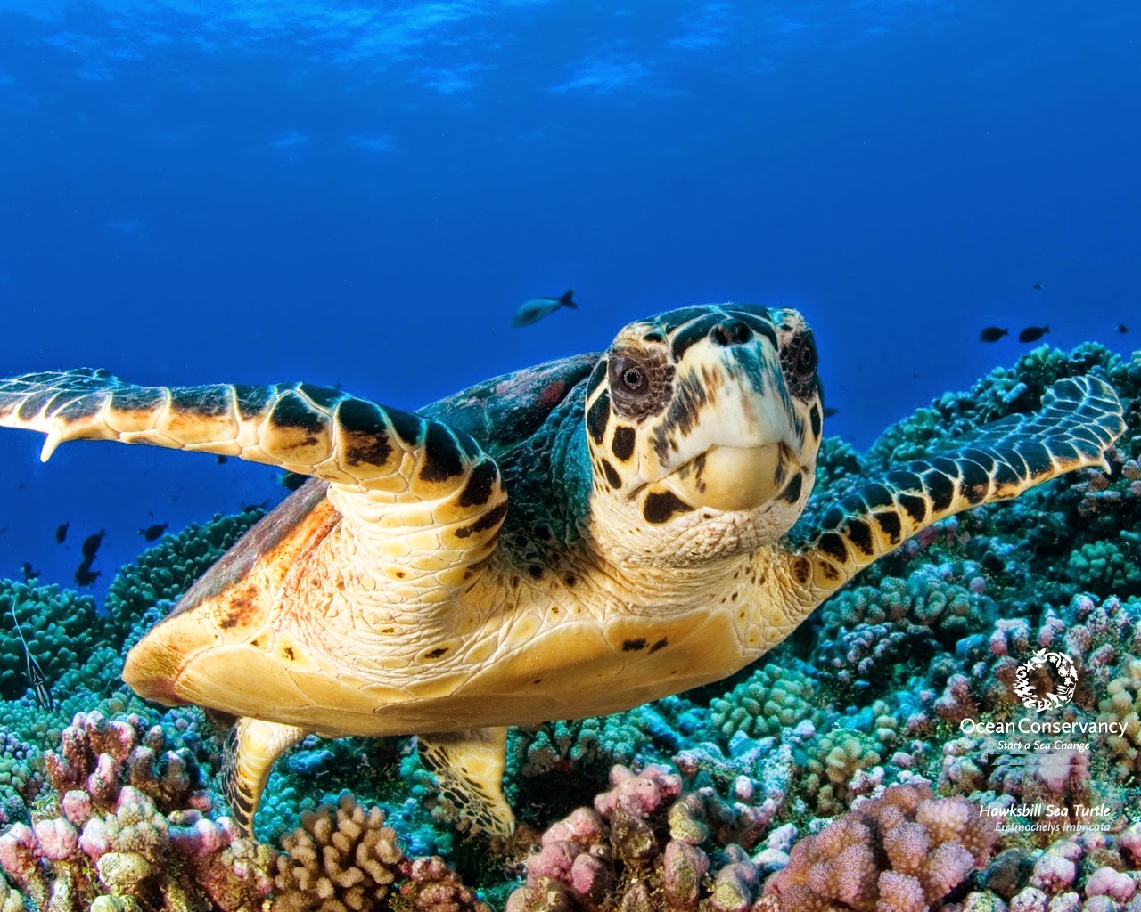 Sea Turtle - HD Wallpapers | Earth Blog