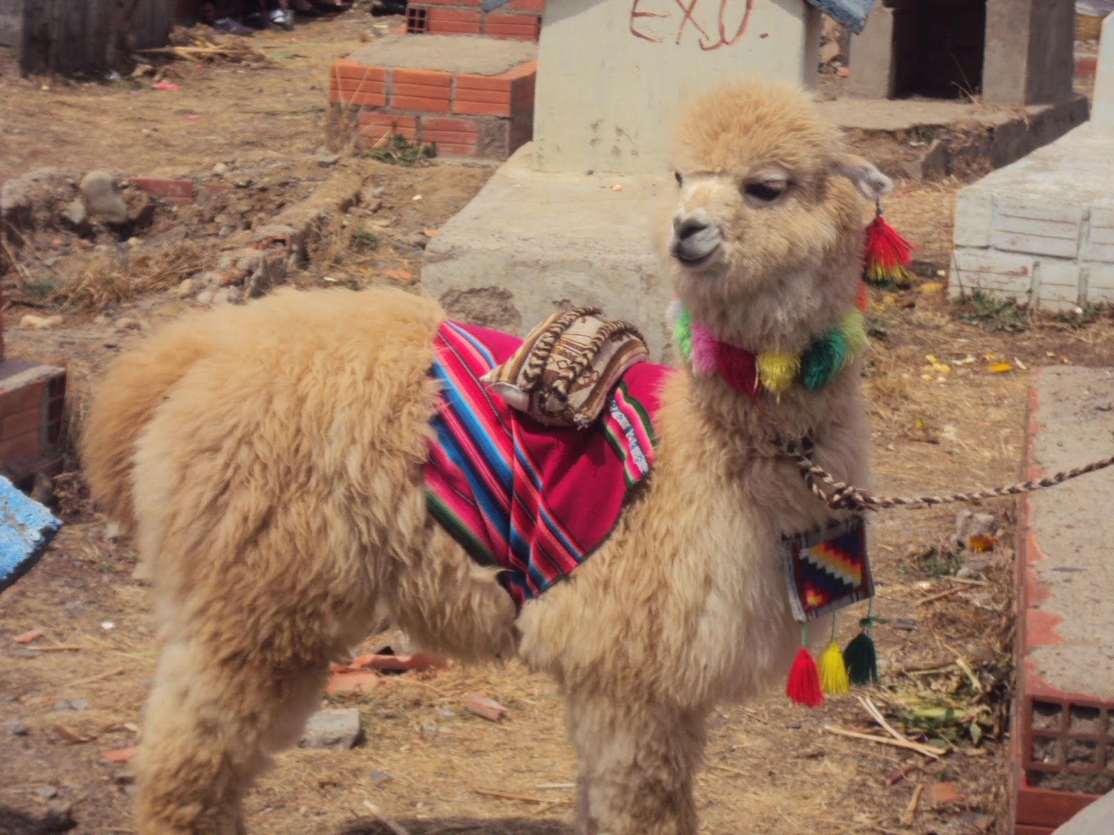 Kurmi Ajayu: LA VESTIMENTA Y TRADICIÓN AYMARA (FOTOS)