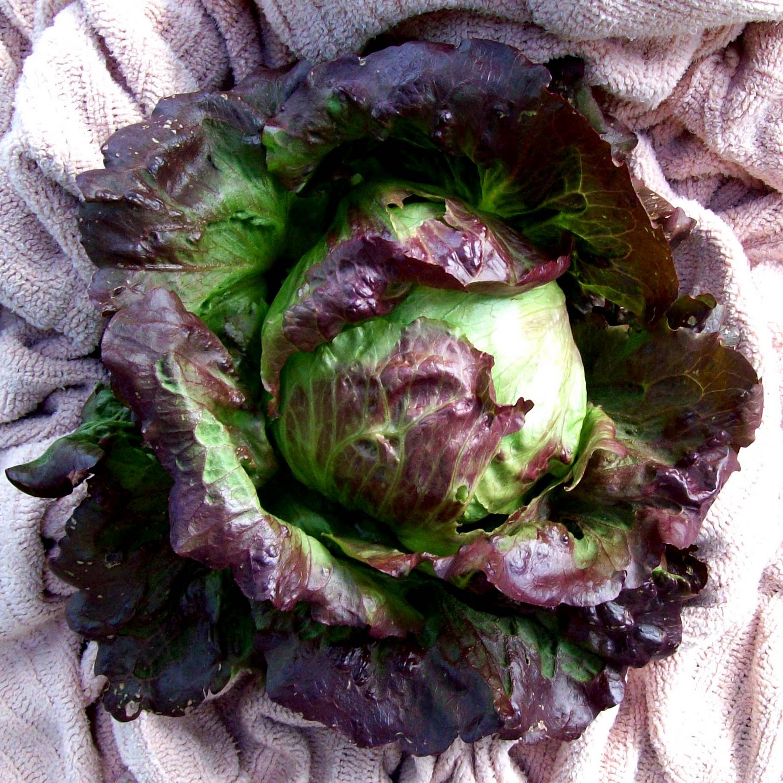 The Sharing Gardens : Harvest Totals, Updates and Wishlist