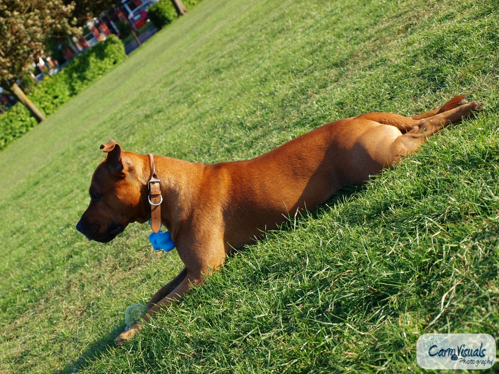 Pit Bull Frogs: Pit Bull Frog Photos