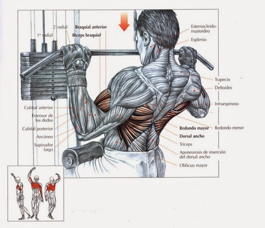 practikdeporte: Espalda