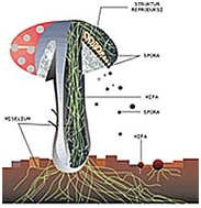 Laporan Praktikum Biologi Mengamati Struktur Tubuh Jamur - Be Smarter ...
