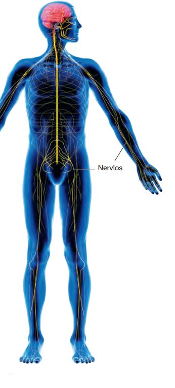 Hace los deberes: Los nervios