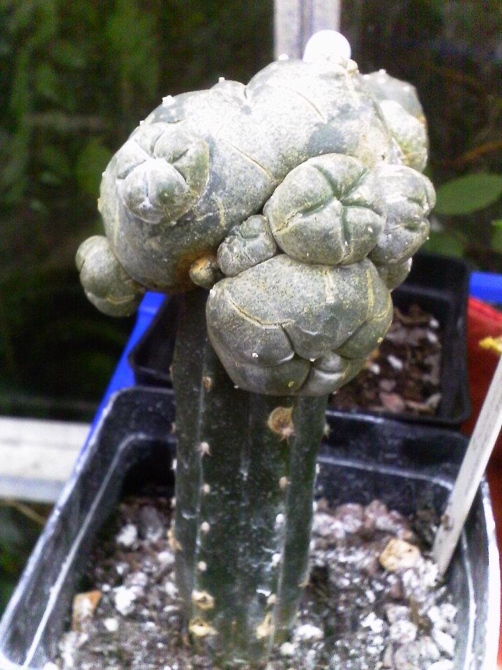 the-mush-room.co.uk: peyote grafts
