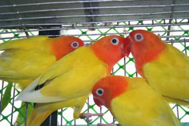 BIRD STREET: Fisher parrots