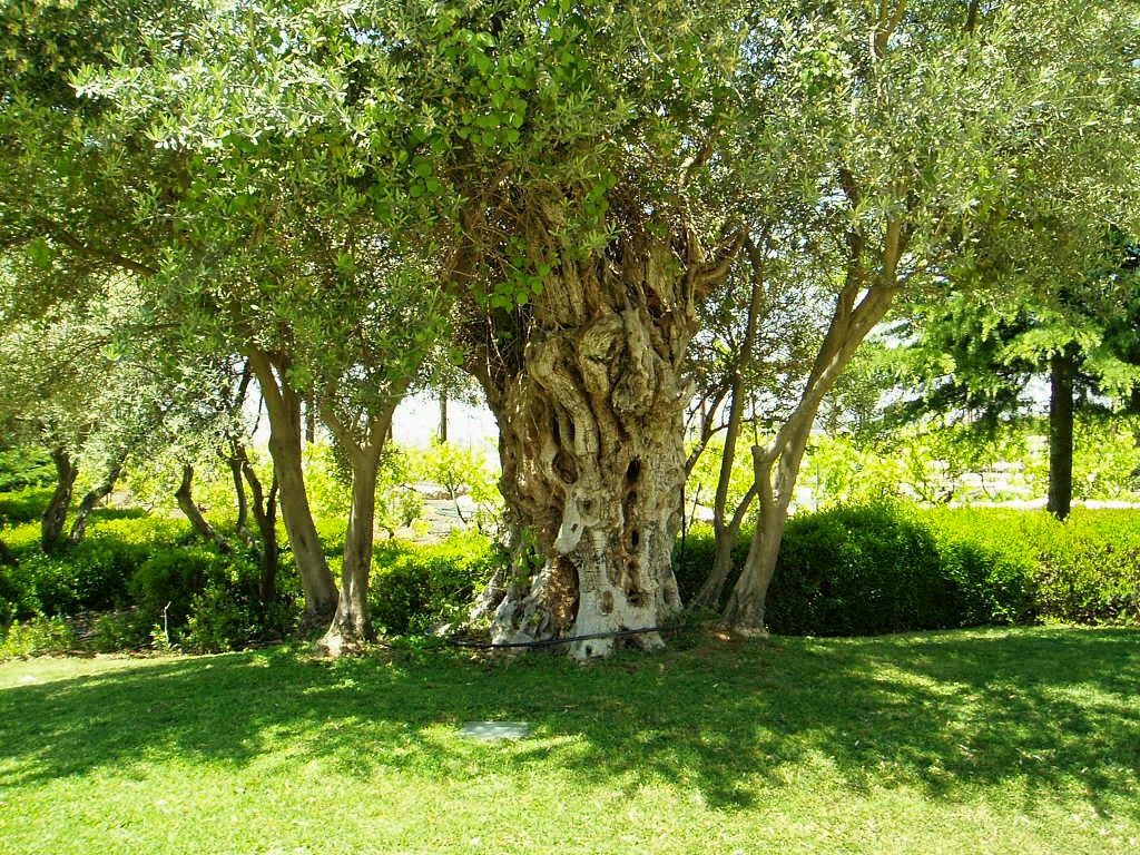 Biblical Hebrew Journey: “Can there any good thing come out of Nazareth?”