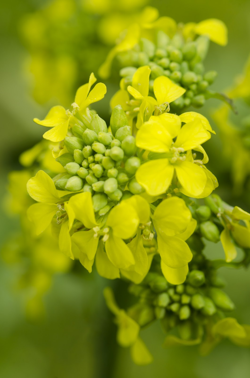 Bastard Cabbage Weed at Charles Gilley blog