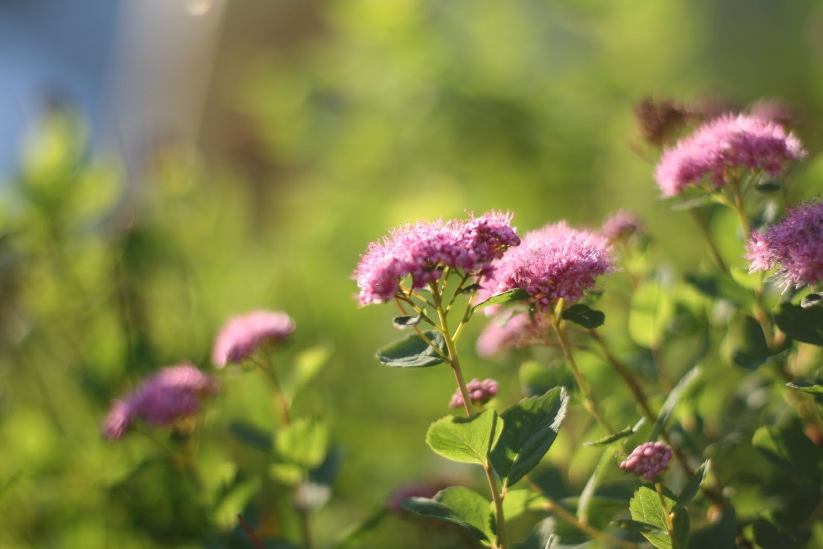 getting lost - Floret Flowers