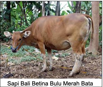 Pengetahuan Umum Tentang Sapi