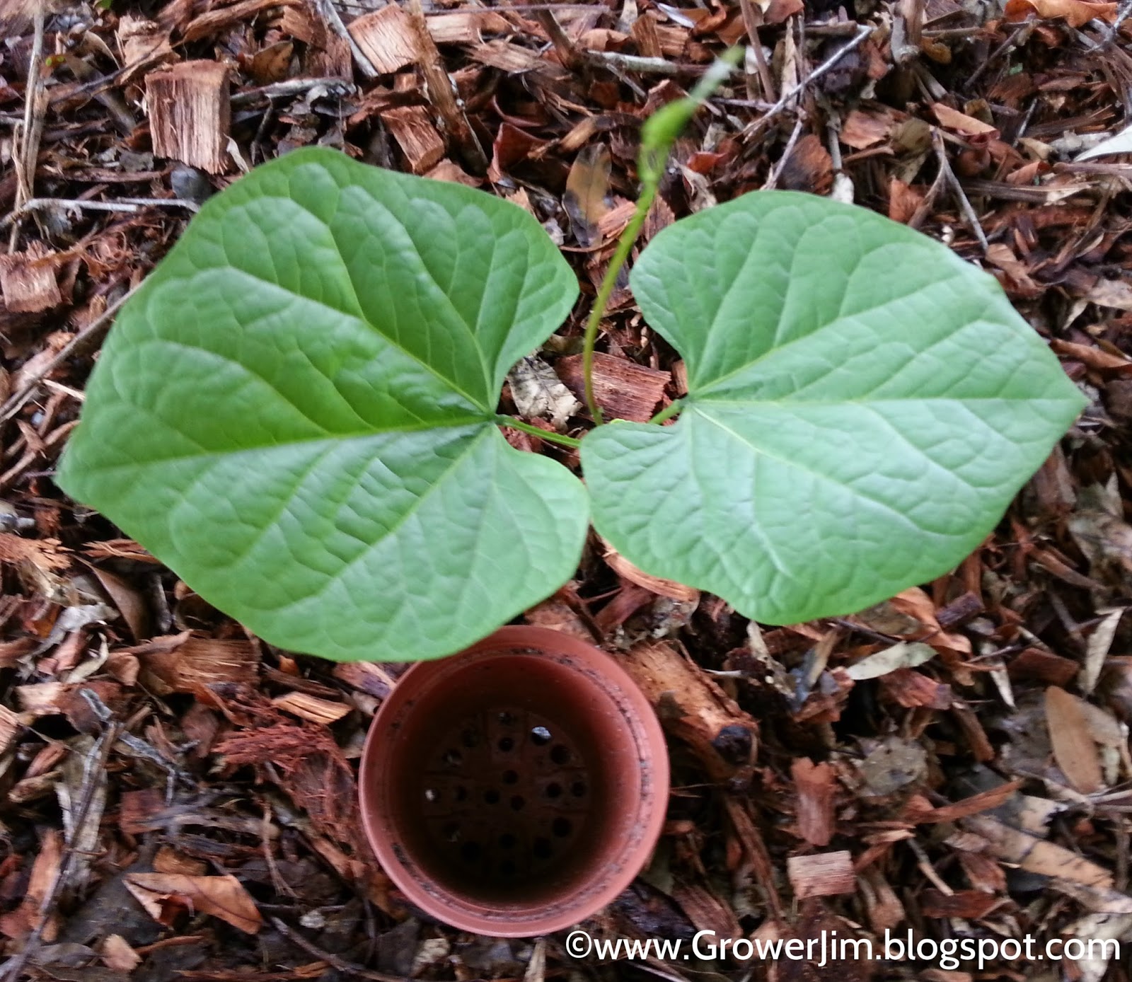Garden Adventures: Sword bean (Canavalia gladiata)